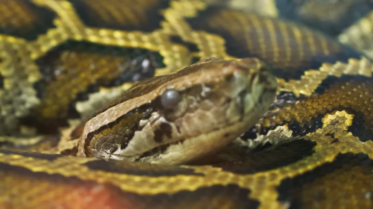 This giant snake is eating Florida alive