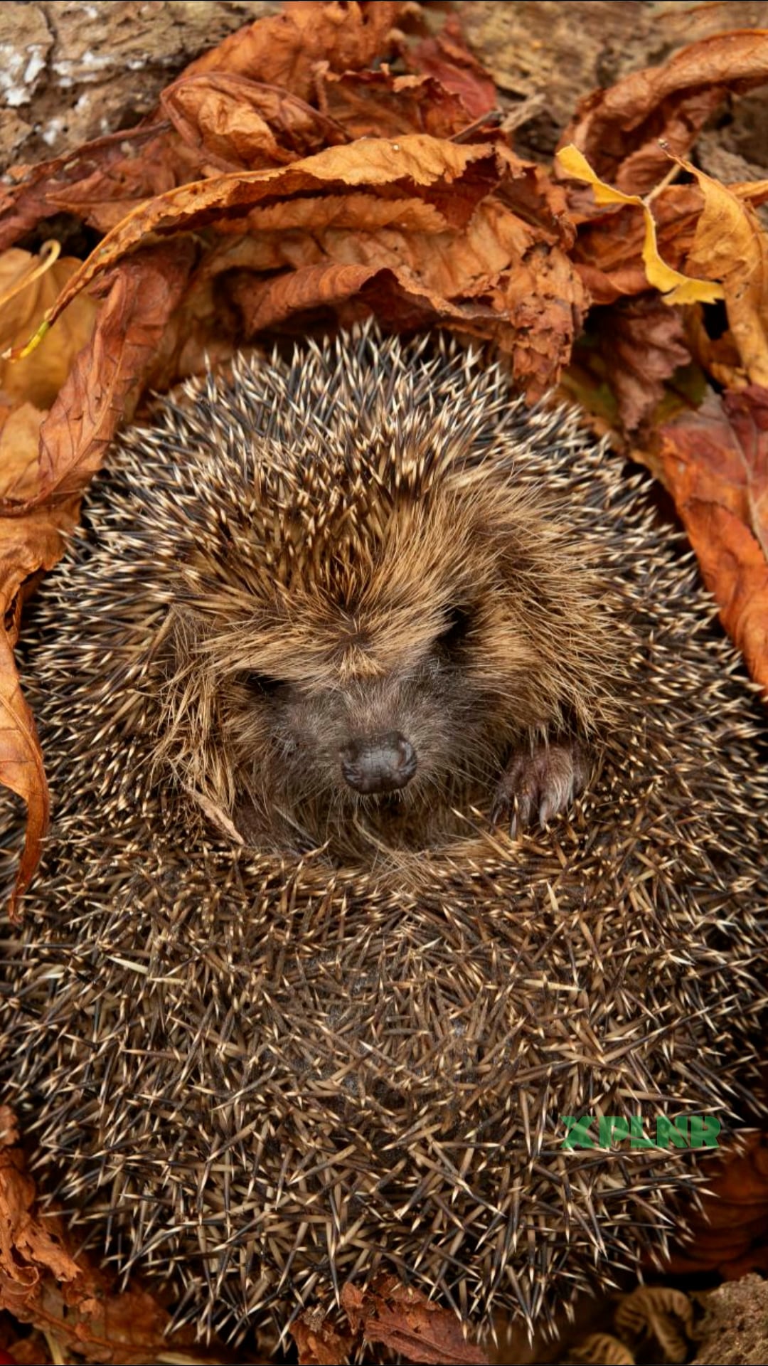 L’hibernation animale : comment ça fonctionne