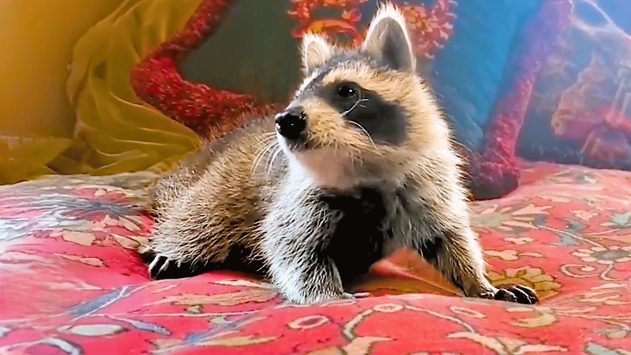 Rescued baby raccoon lets out the cutest cry - and everyone falls in love