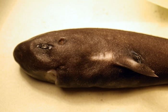 The ocean’s little-known mini sharks off the US coast