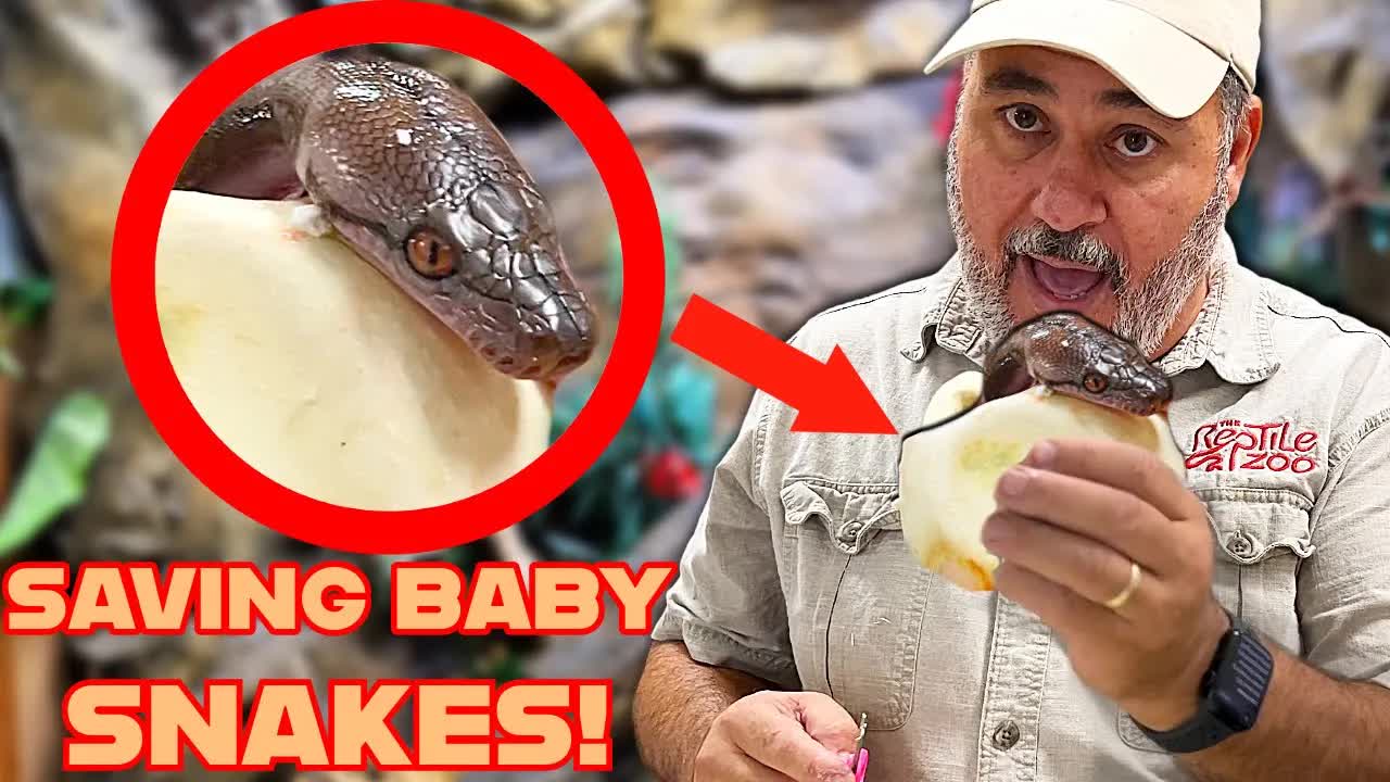 Snake egg hatching up close👀🐍 helping baby snakes🤩