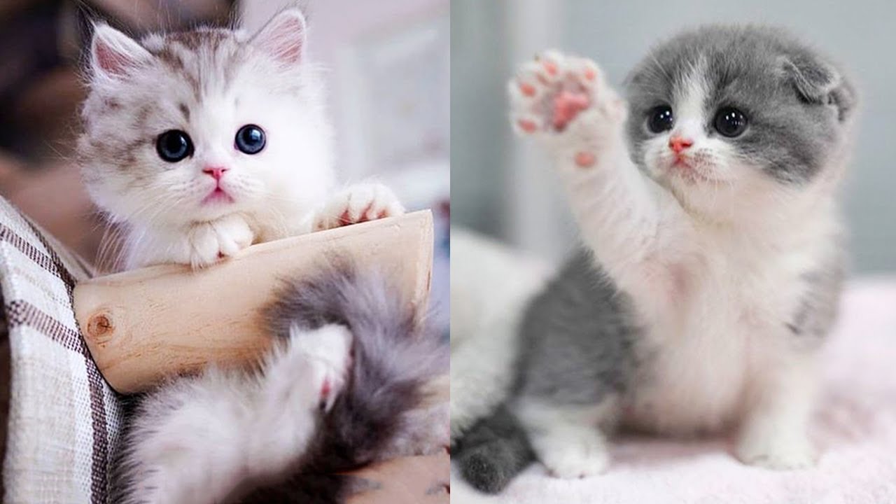 Boxed kitty and waving friend