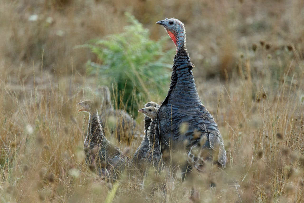 Turkey brood surveys look up, but the recovery still isn’t even