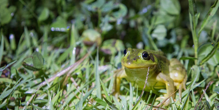 The frogs of Chernobyl are getting darker in real time