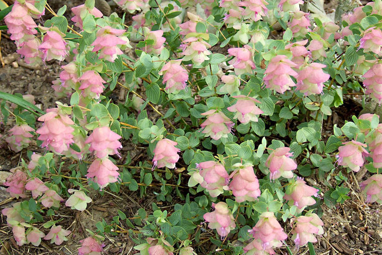 How to plant and grow ornamental oregano