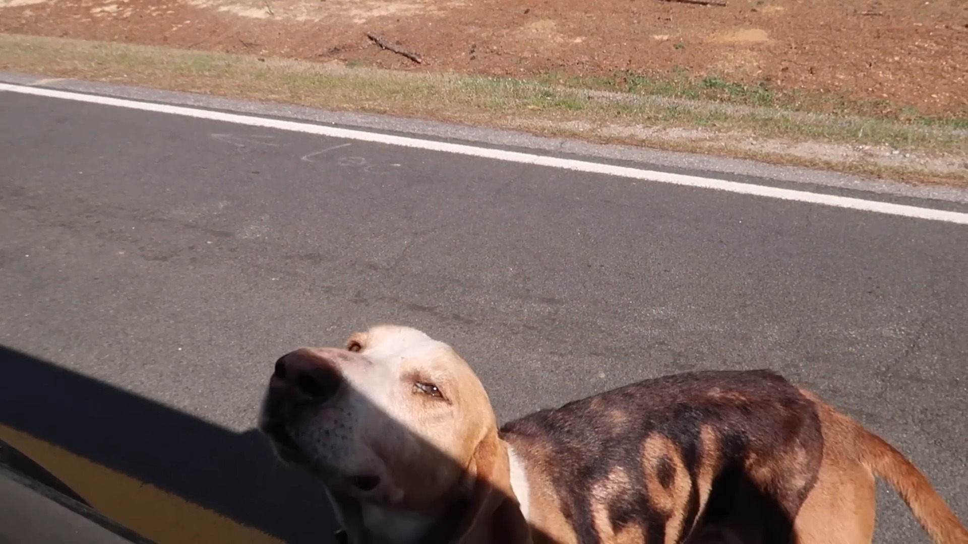 From lost to found - dog reunited with owner