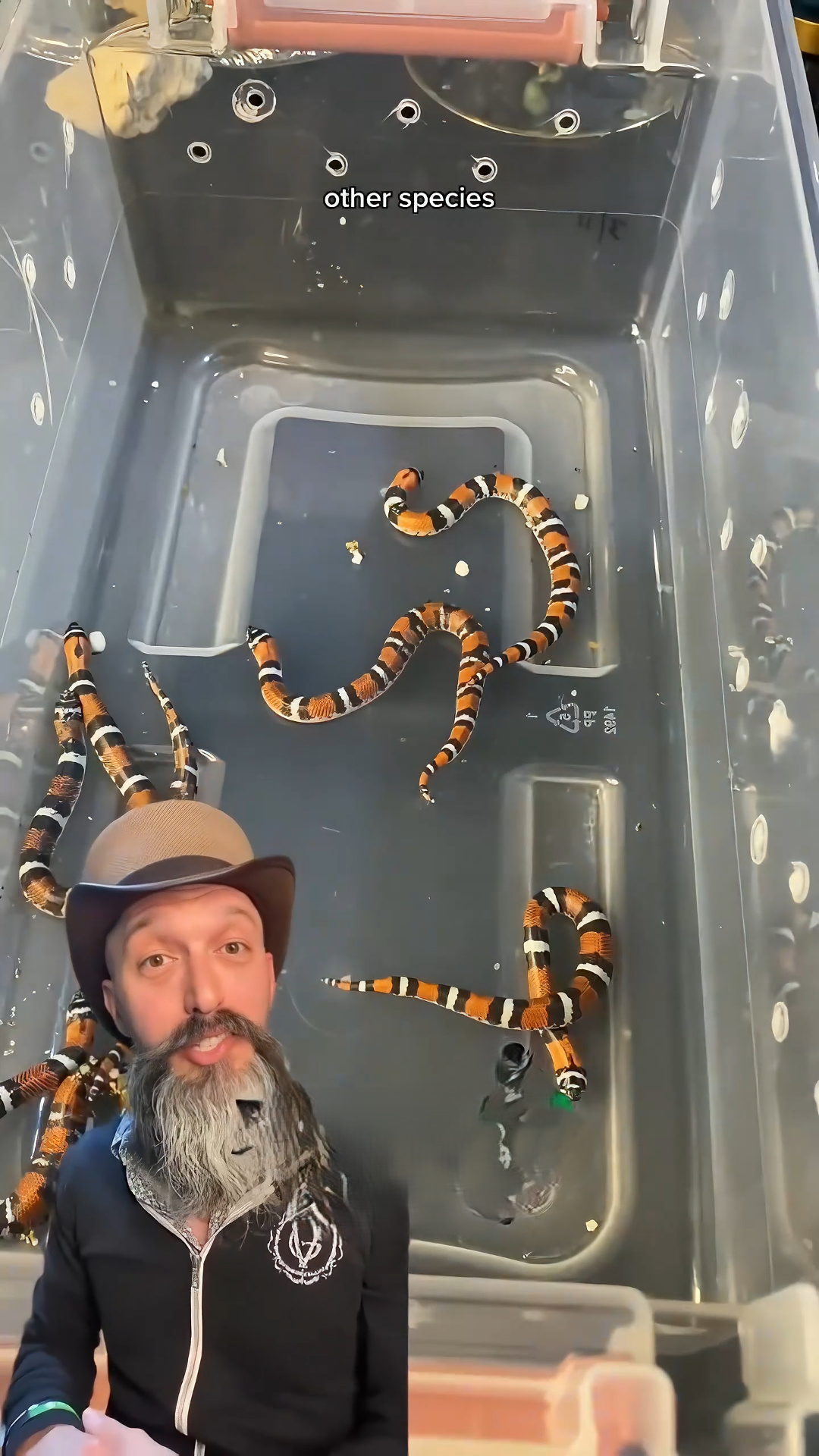 Tricolor hognose snake breeding