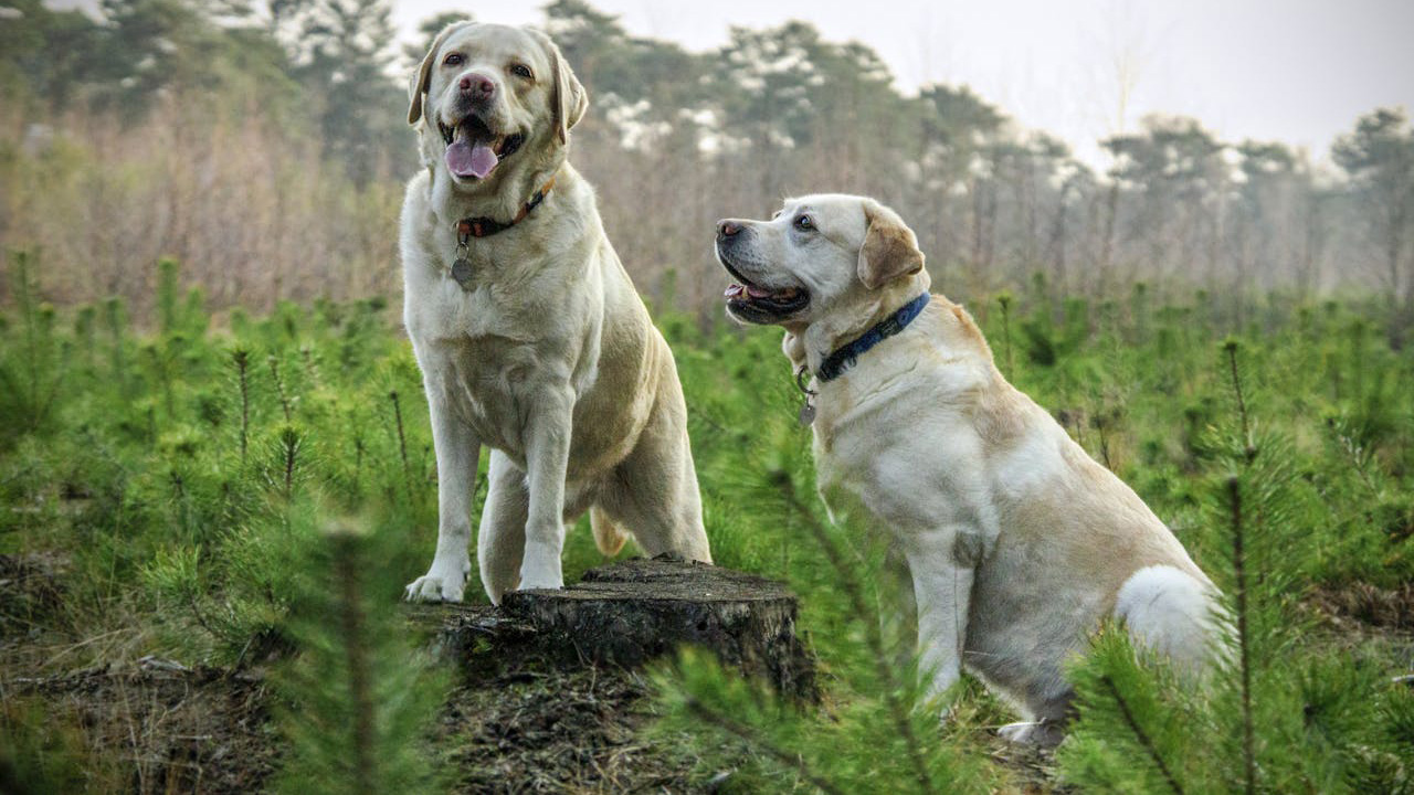 15 dog breeds that become great family dogs with the right leadership