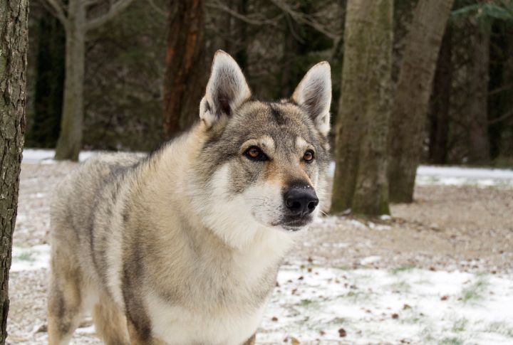 Some dog breeds so rare you may never see them