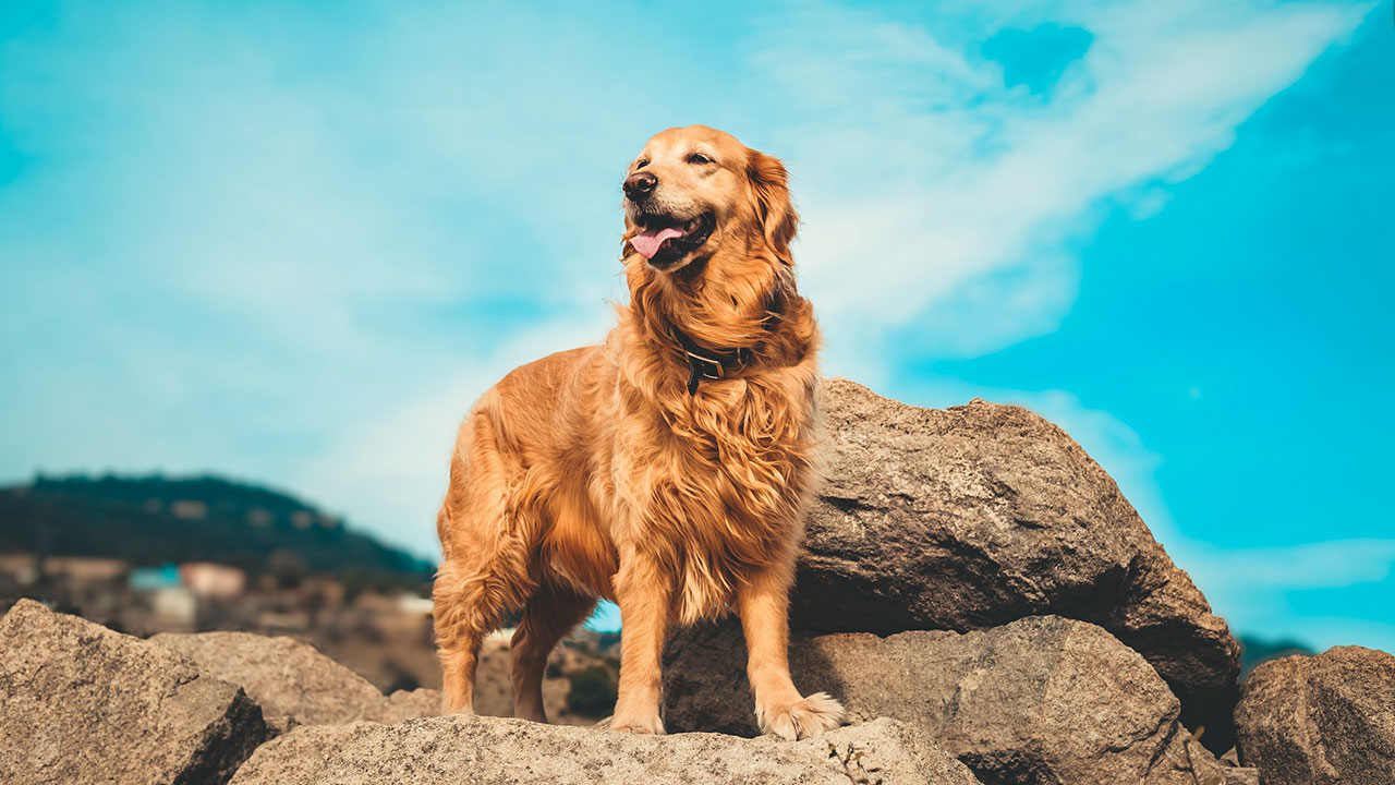 15 dog breeds that become great family dogs with the right leadership