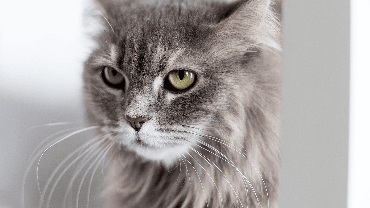 The secret language of cats when something doesn't please them
