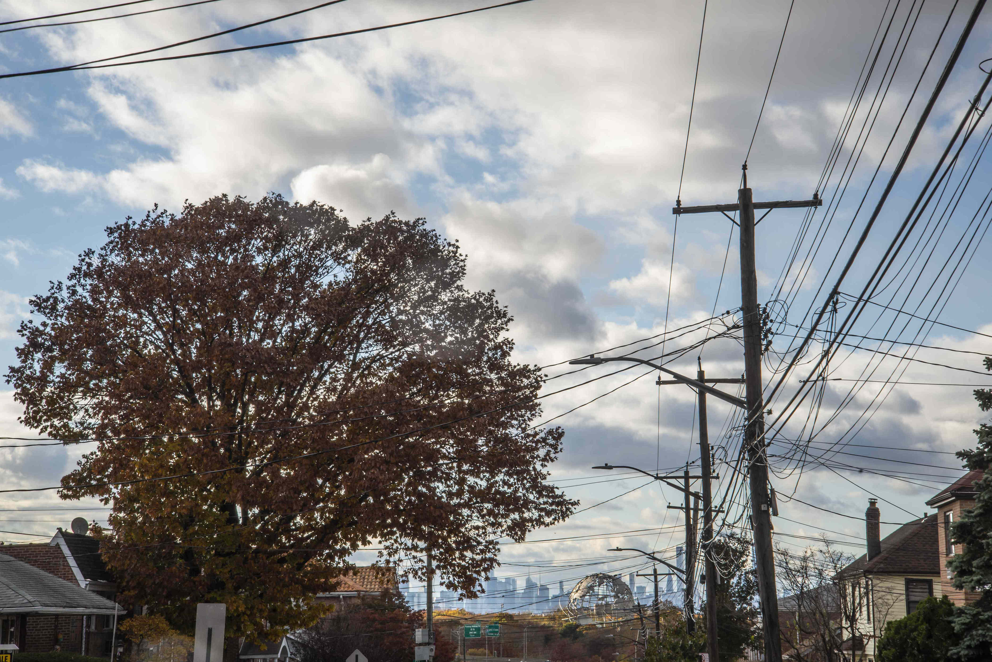 Can you plant trees near power lines? We asked pros