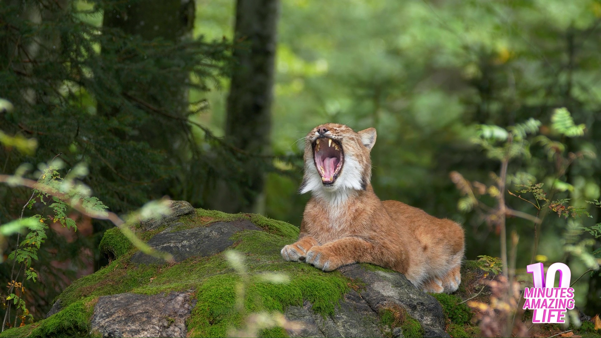 Lynx predator opens jaws while monitoring forest
