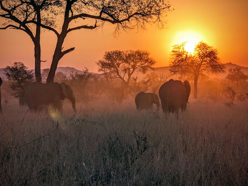 17 world-class places to watch wildlife in the wild