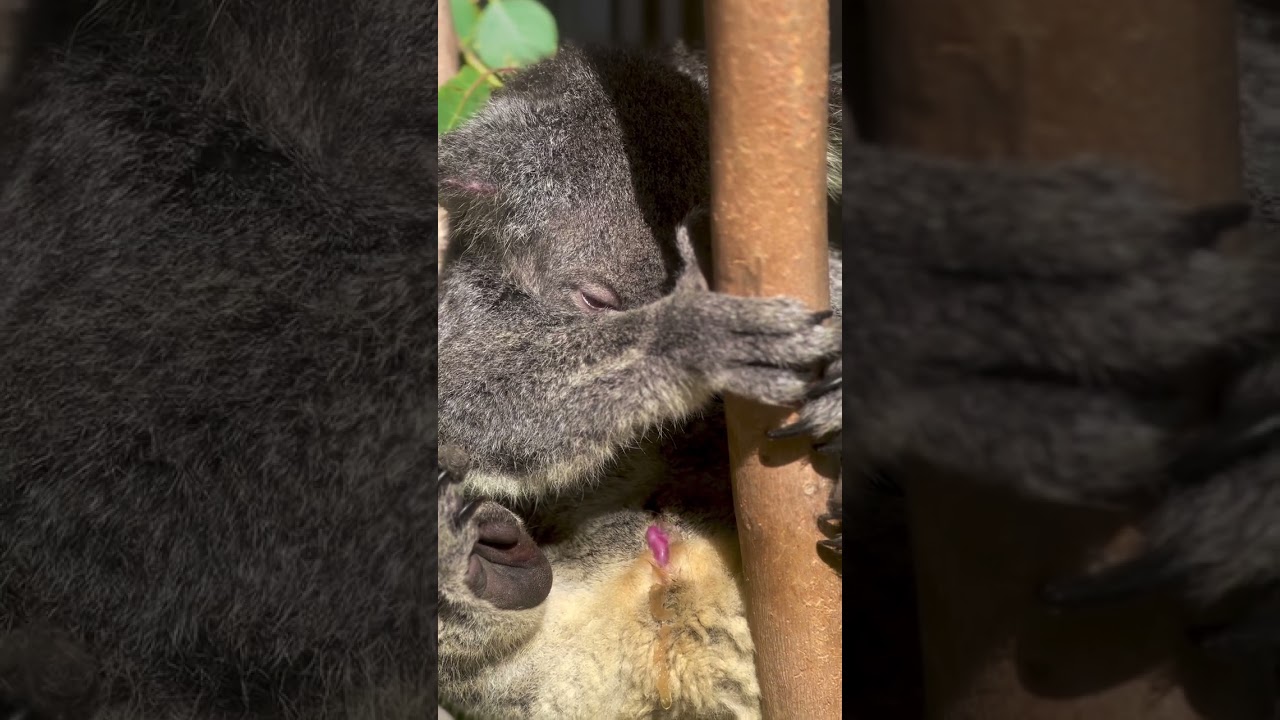 Observe how a rare koala gives birth to a baby
