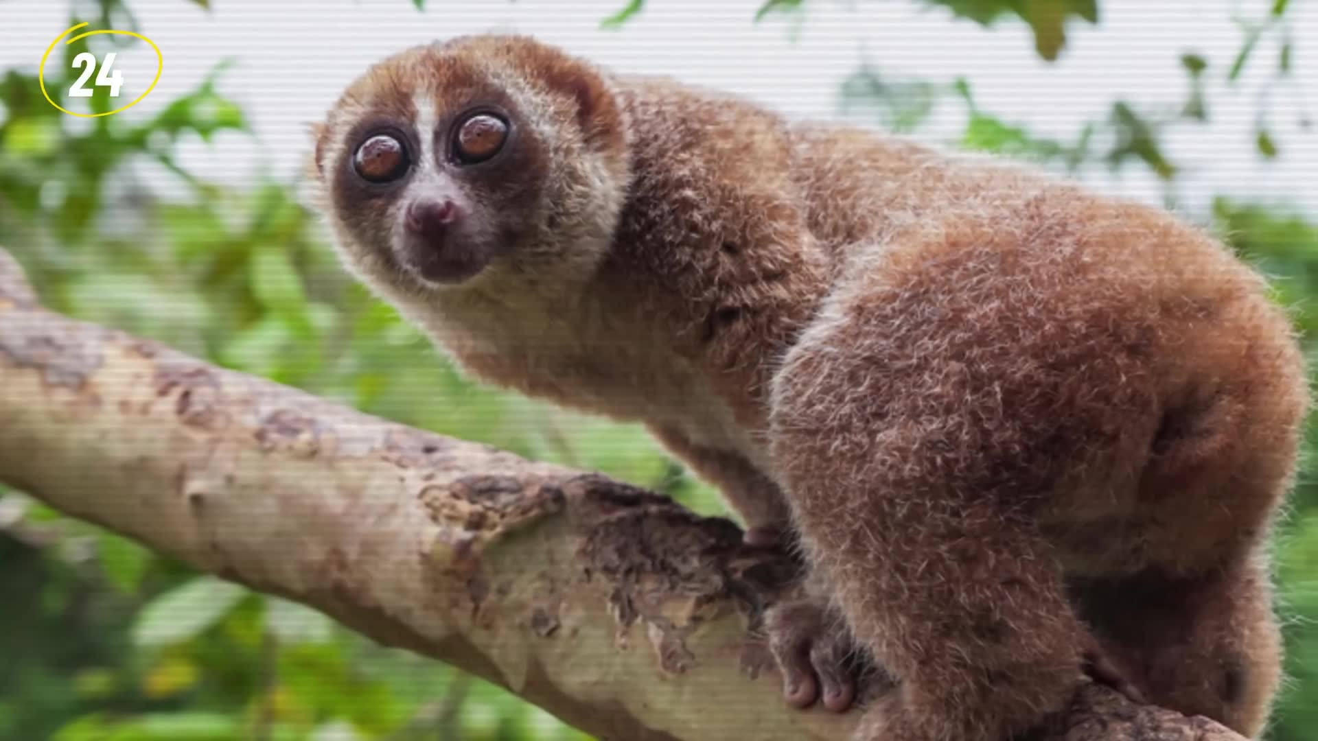 Adorable creatures hiding terrifying survival strategies and behaviors
