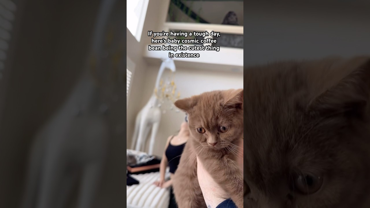 Our cat melts hearts in seconds