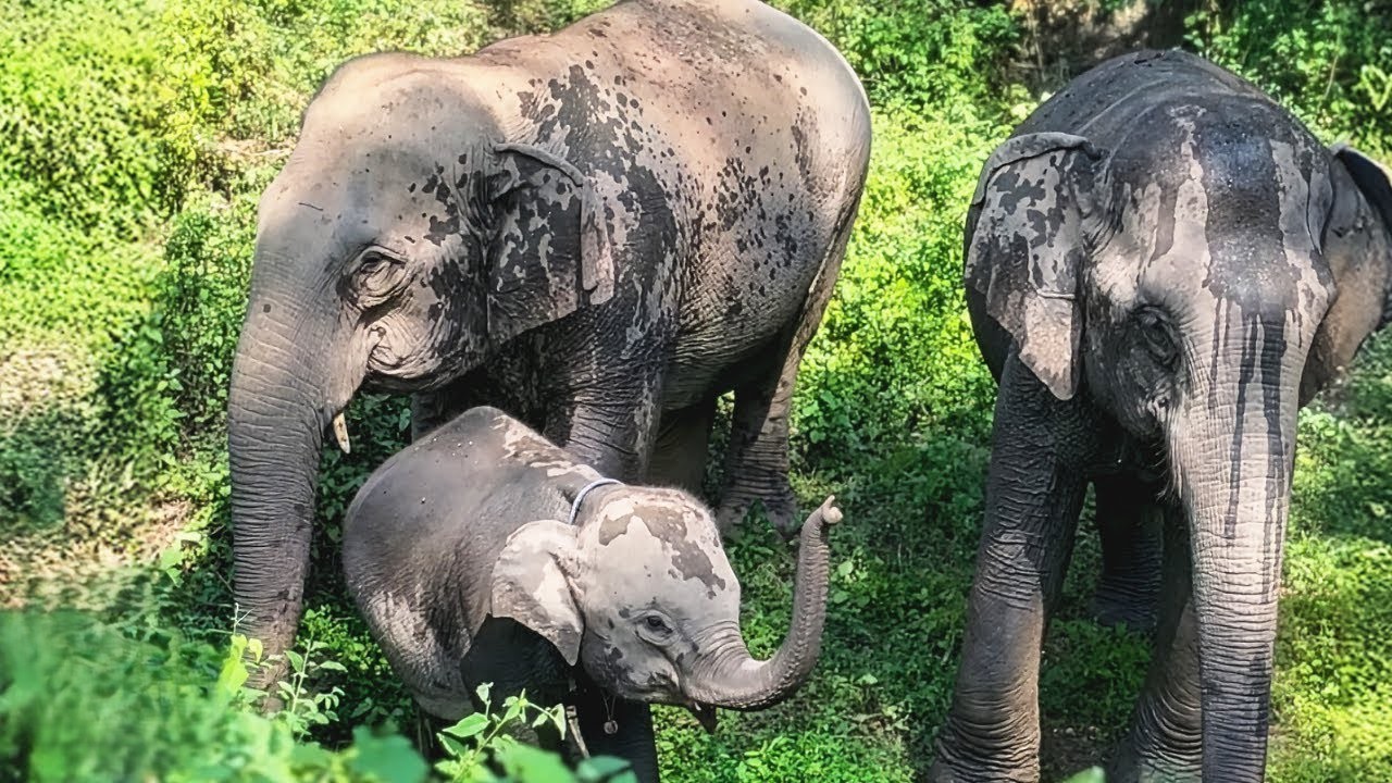 These two elephants 'kidnap' a baby - but what they did for him changed ...
