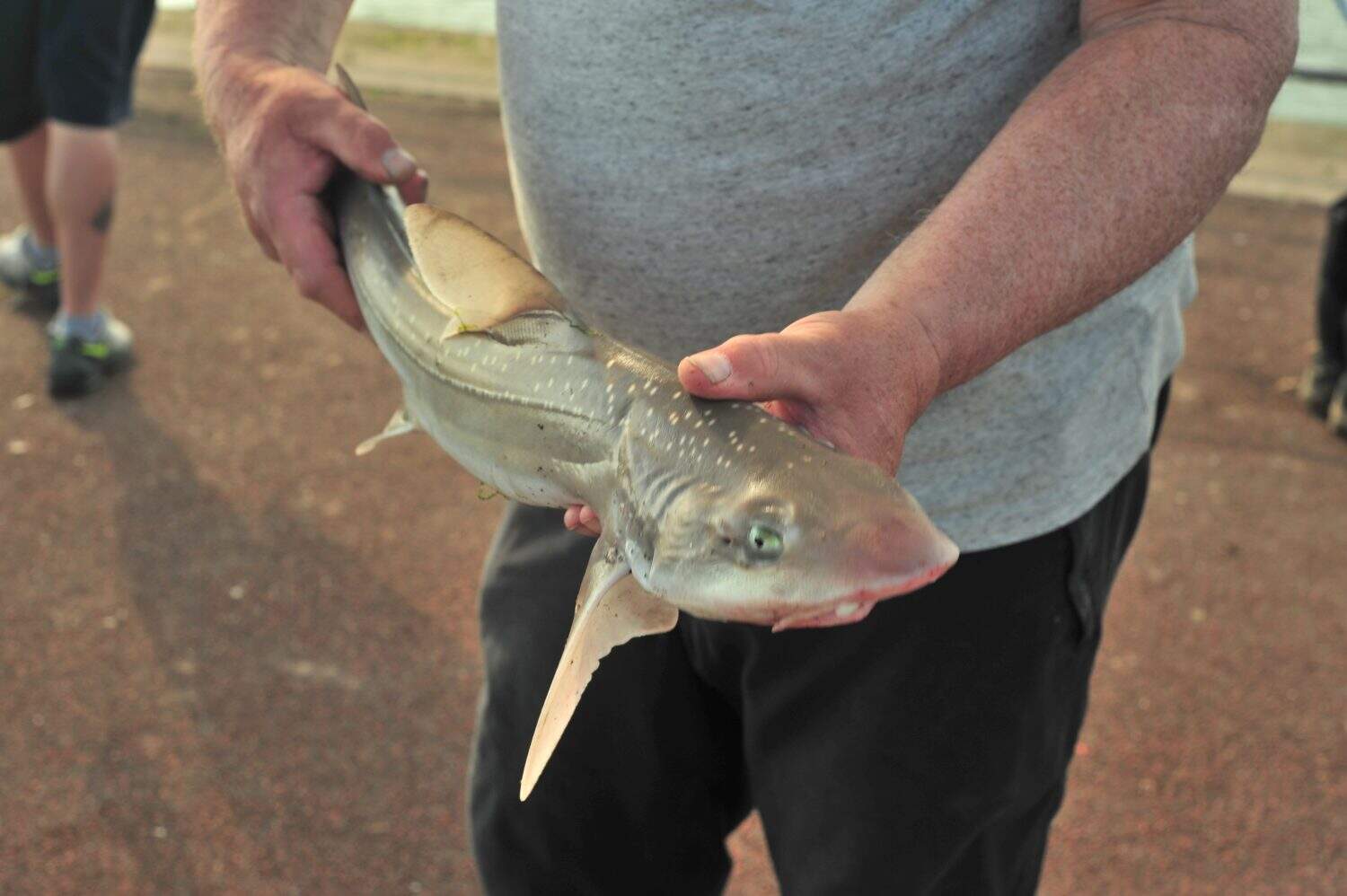 The ocean’s little-known mini sharks off the US coast