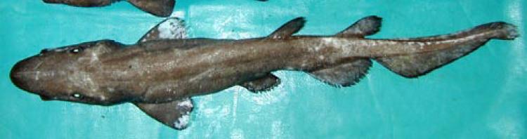 The ocean’s little-known mini sharks off the US coast