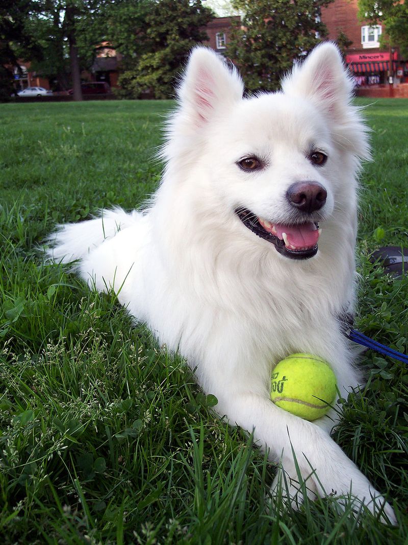 The 'dog won't sleep at night' panic is back – 12 breeds that owners ...