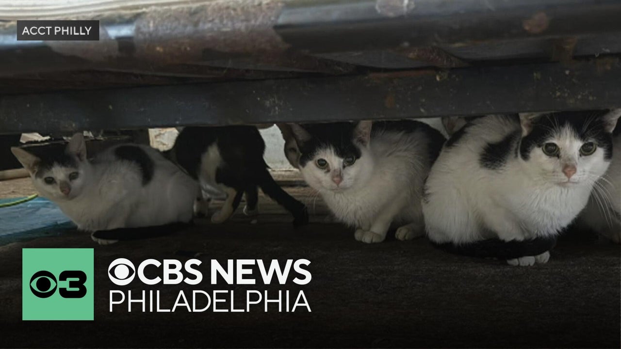 ACCT Philly takes in 30 cats from a Philadelphia home