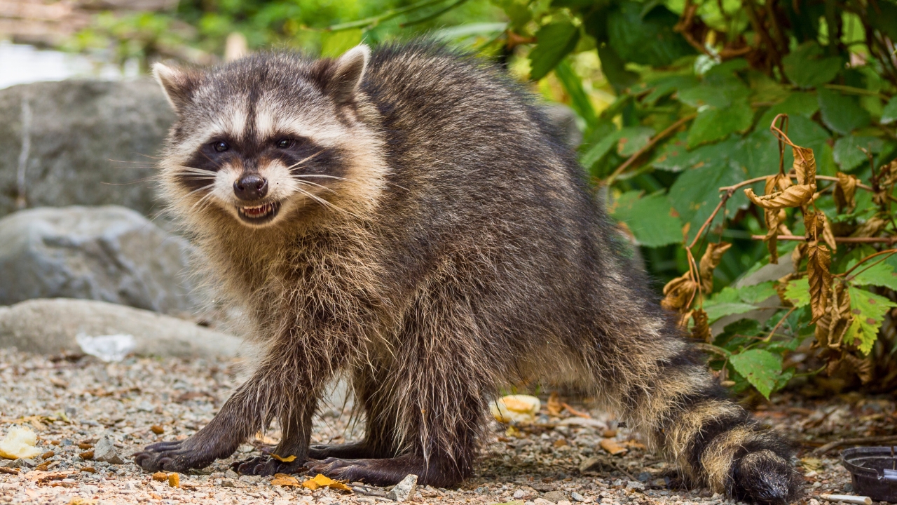 15 creatures that’ll bite first and ask later