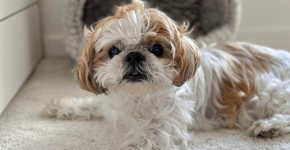The 'dog won't sleep at night' panic is back – 12 breeds that owners ...