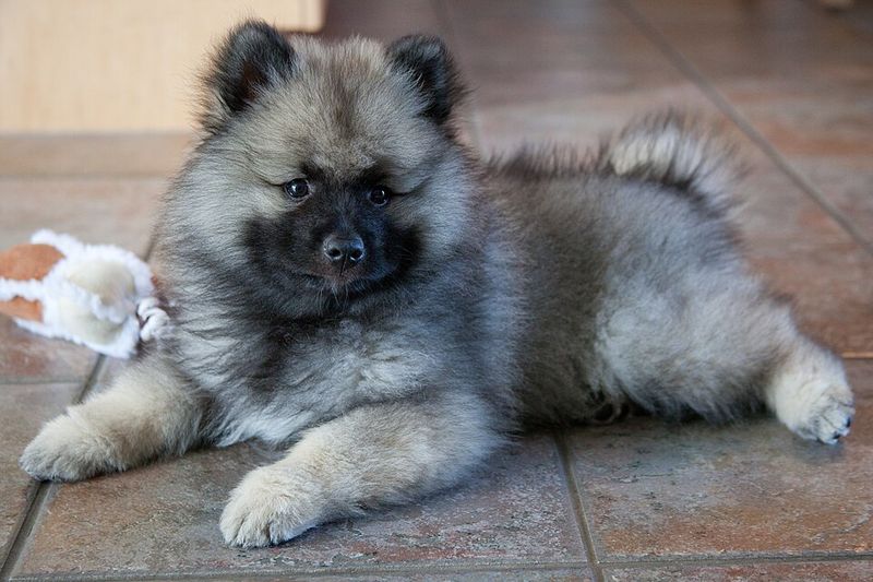 The 'dog won't sleep at night' panic is back – 12 breeds that owners ...
