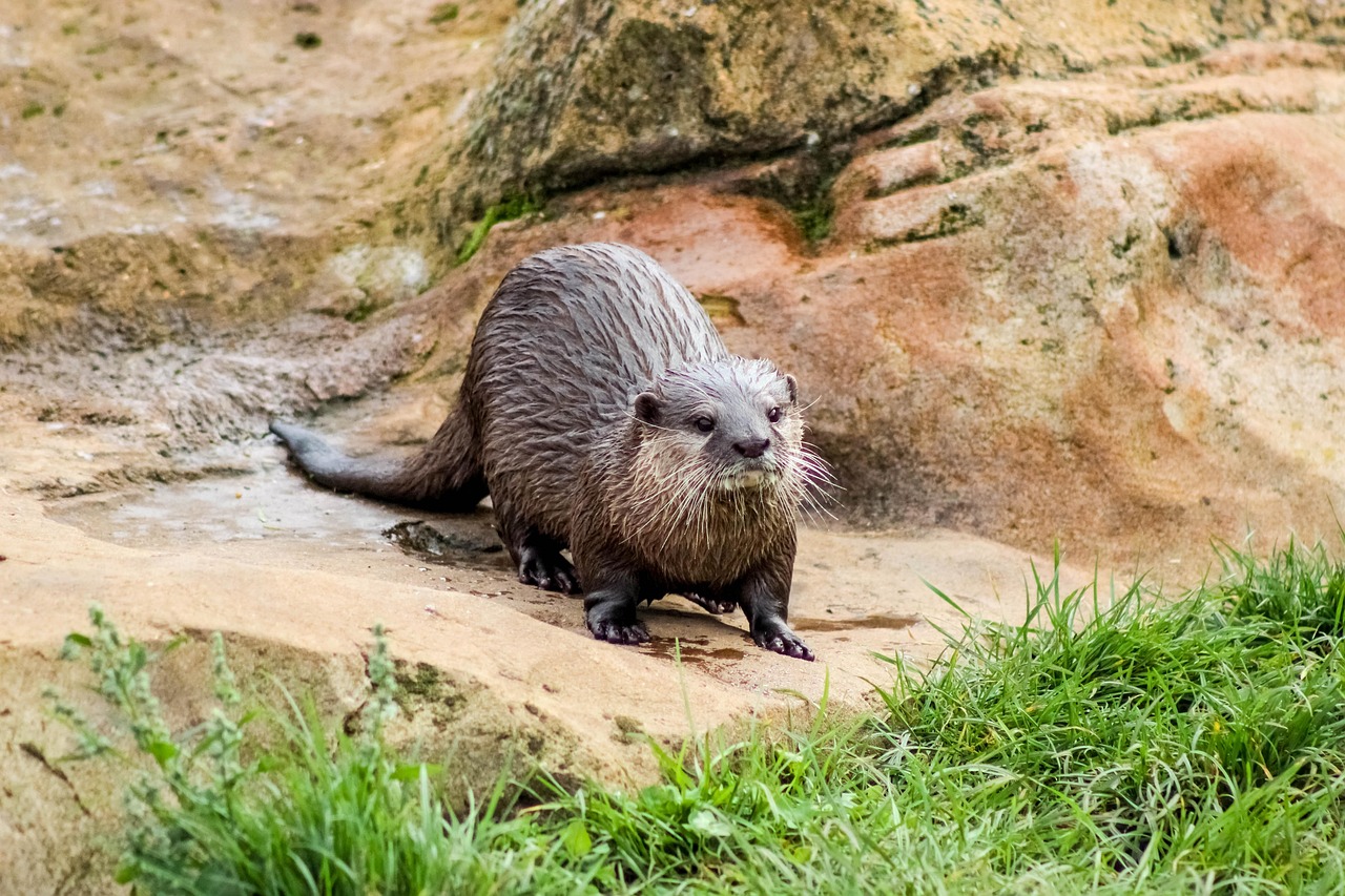 Texas Biologists Warn Rare River Otter Sightings in the Hill Country ...