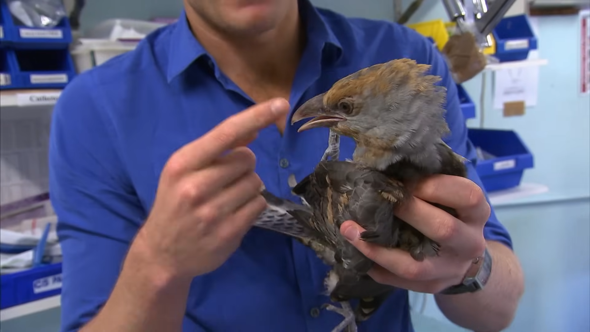 This bird lost the ability to perch after a serious injury – and fights ...