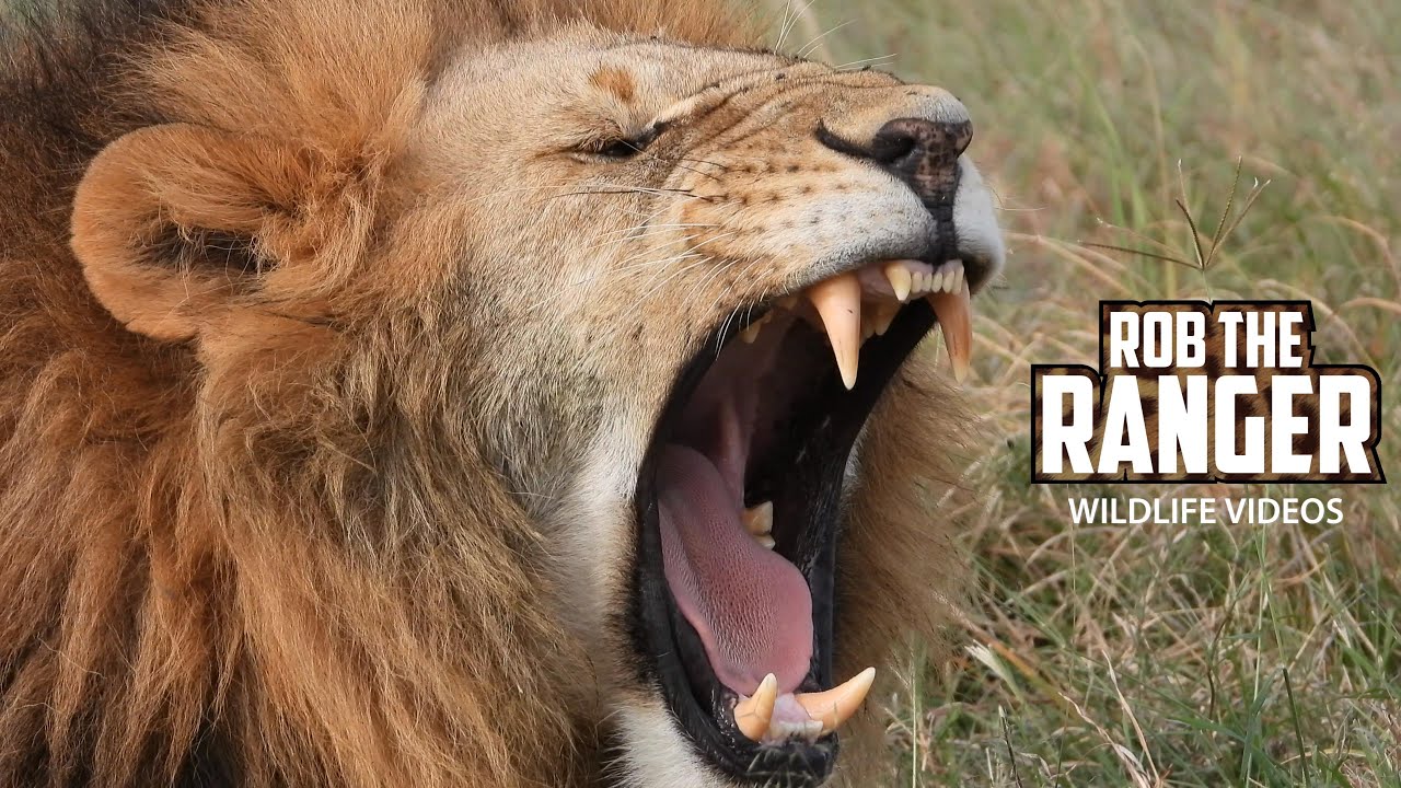 Sankai pride male lions patrol territory with powerful presence
