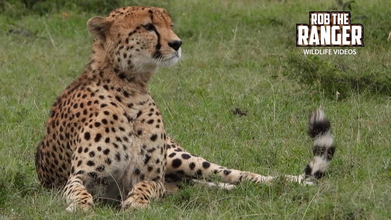 Chilling with a cheetah in the wild