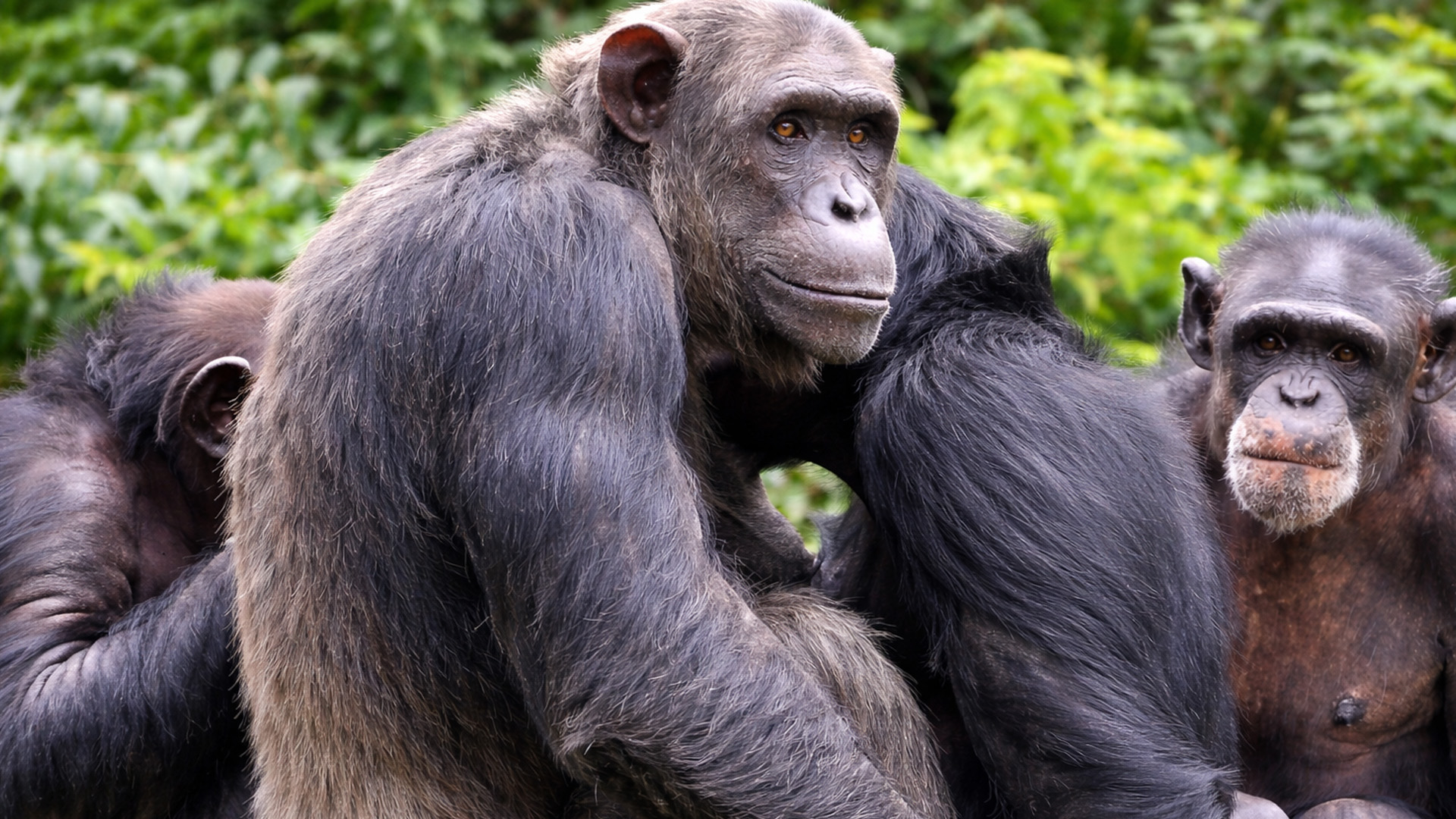 Why do chimpanzees stay so close together?