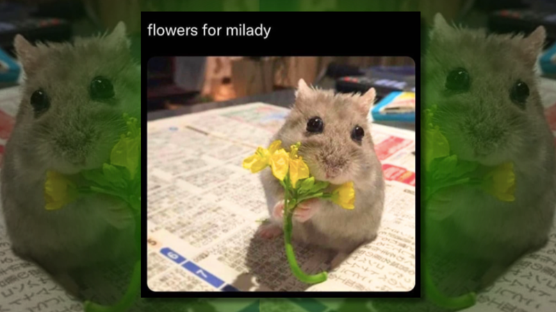 33 mellow memes to ease an overstimulated mind