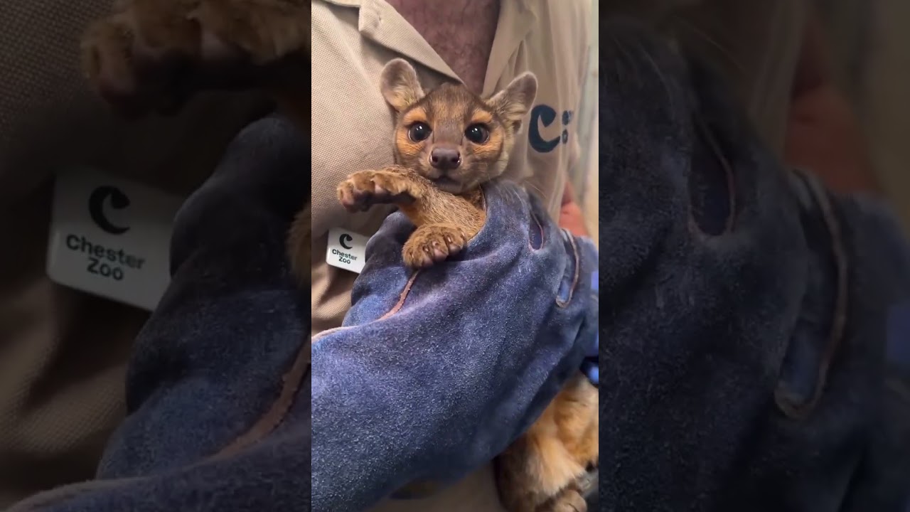 Fossa pup has its very first health check adventure