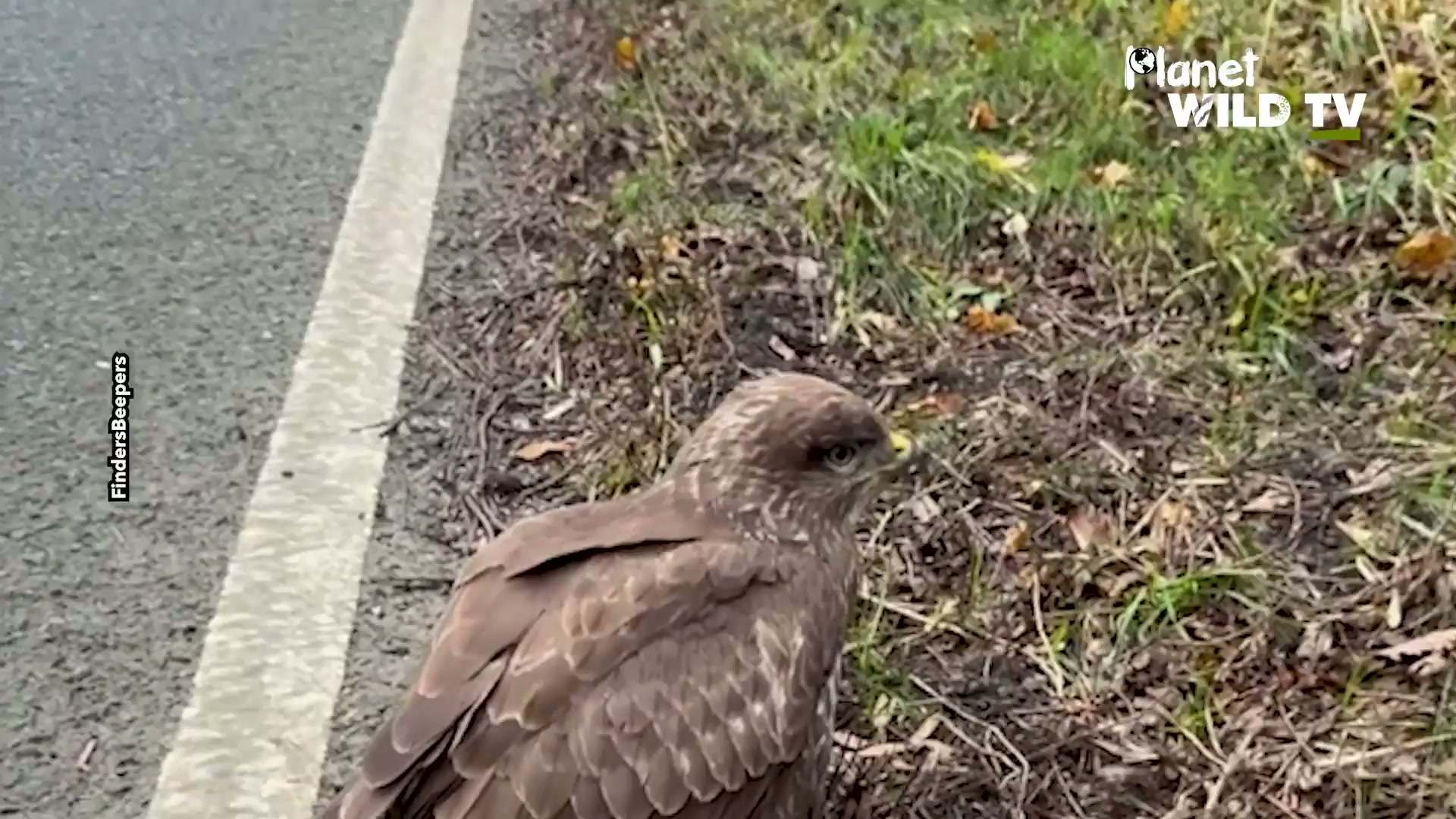 Incredible buzzard rescue