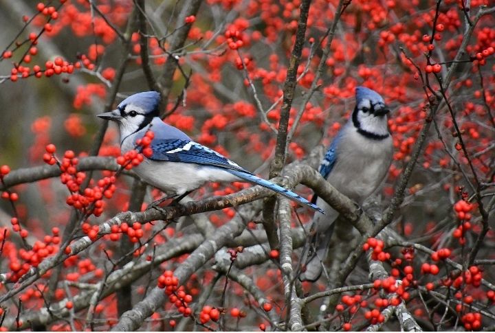 15 must-visit birdwatching spots across America