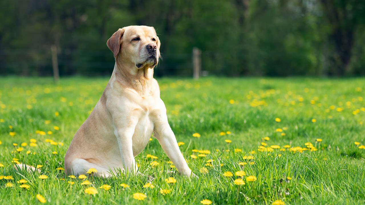 15 dog breeds that become great family dogs with the right leadership