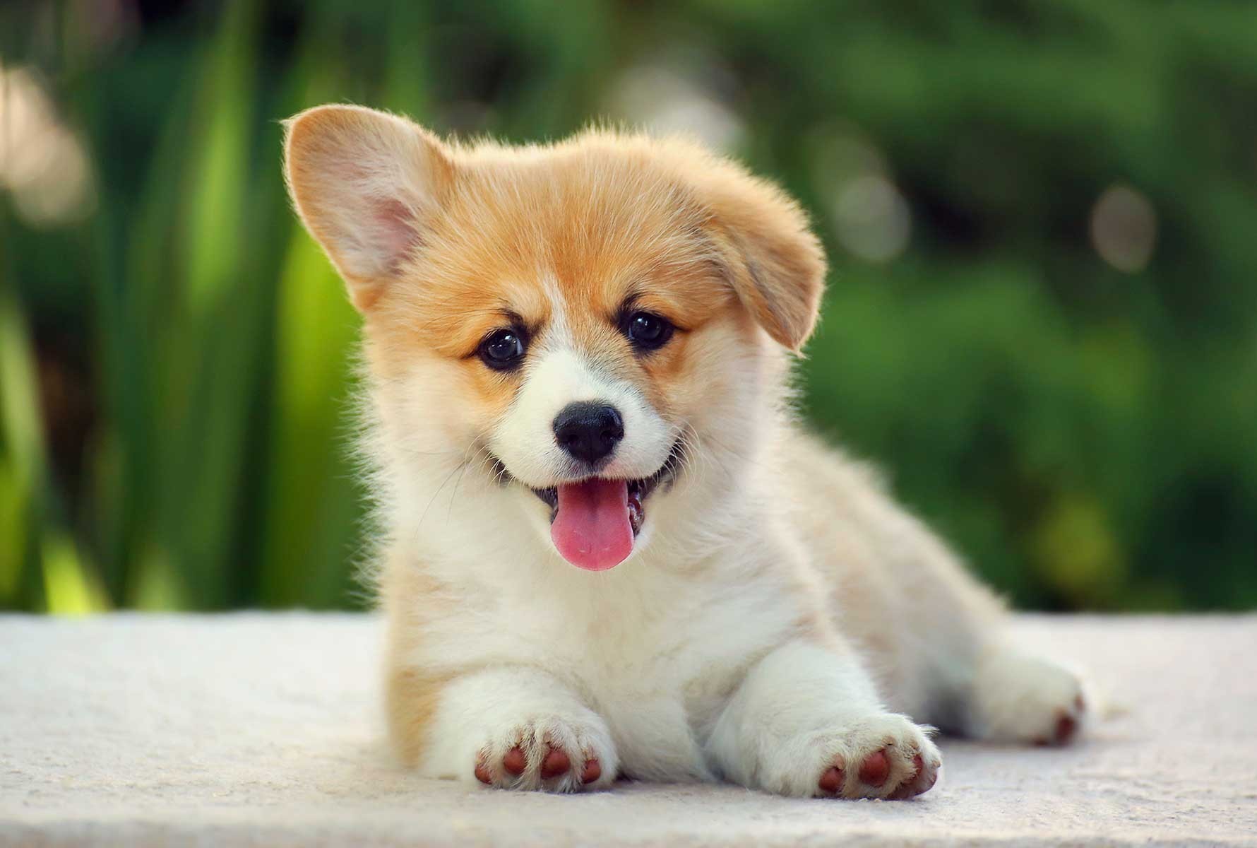 Les 20 races de chiens les plus dociles