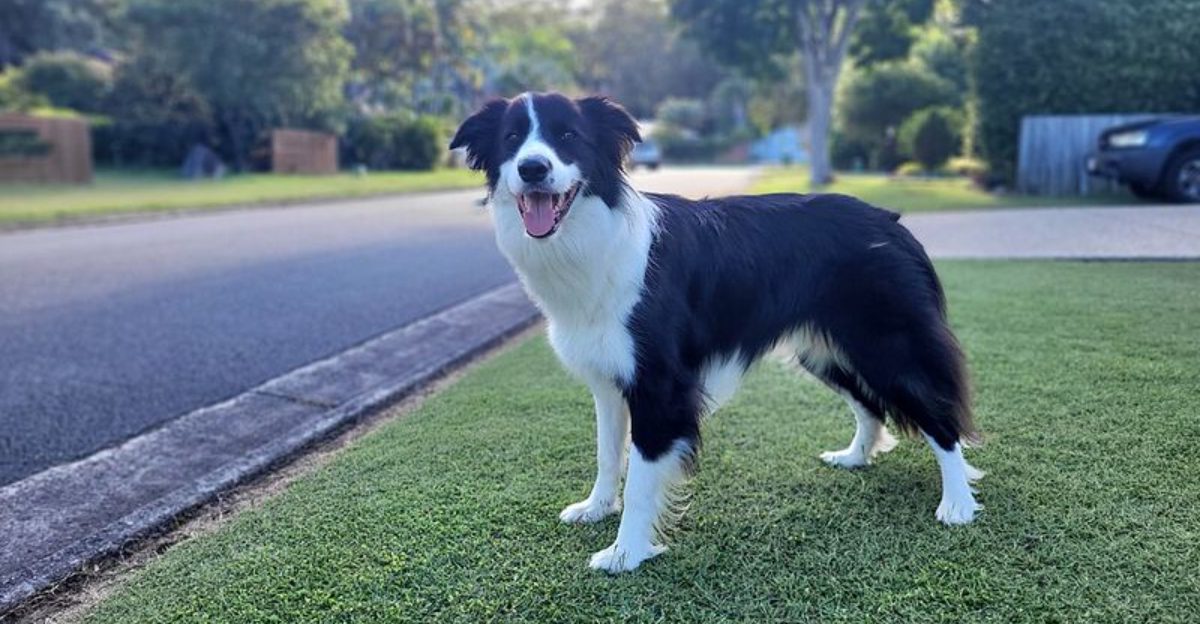 Why everyone suddenly thinks their dog has ADHD – 15 breeds that get ...