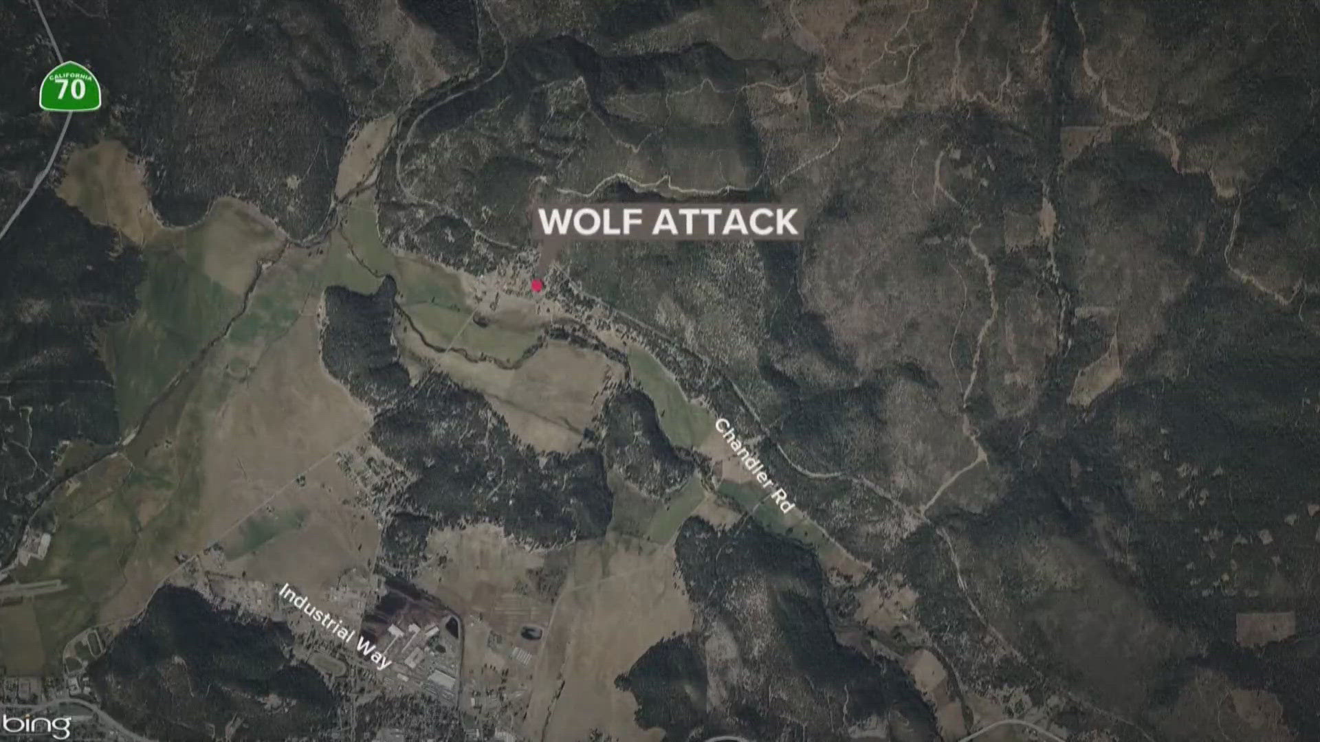 Quincy residents warned of wolf attack in Plumas County