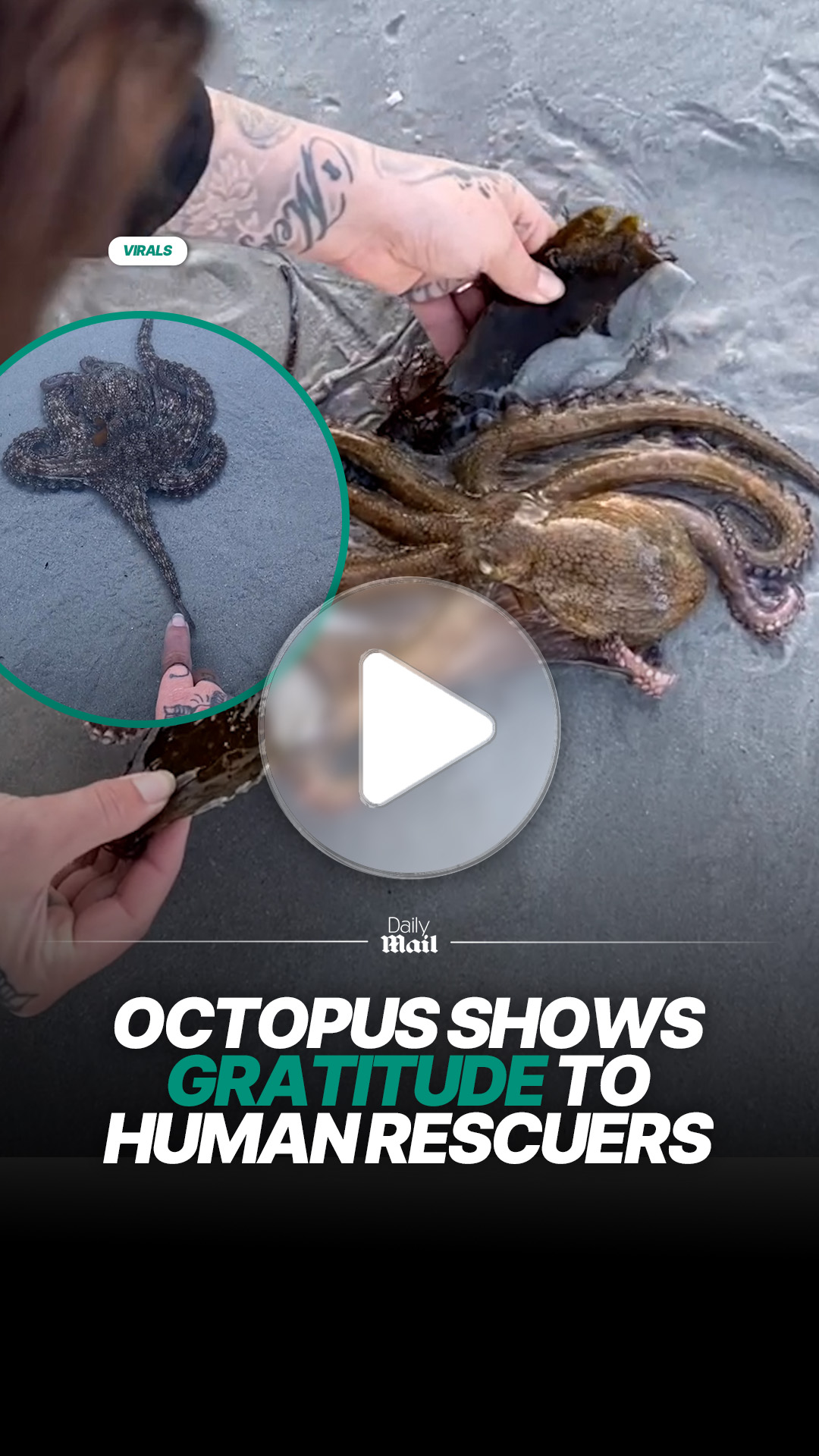 Octopus appears to show gratitude after being rescued by humans