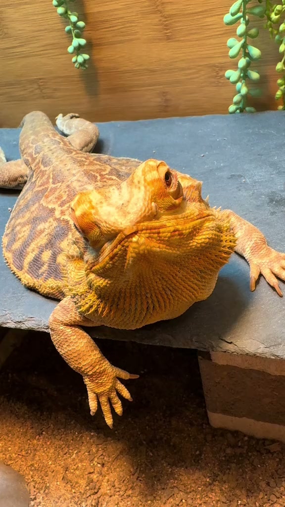 Bearded dragon finally gets relief from a stubborn nose plug