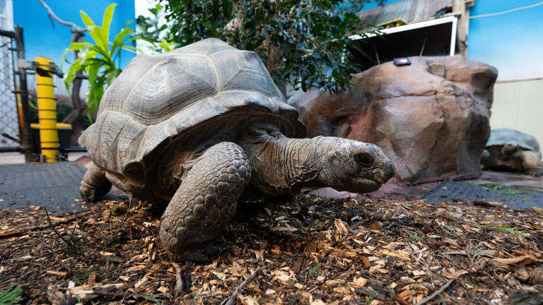 Seattle's Woodland Park Zoo to transform Family Farm into new Wild ...