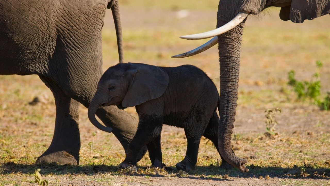 These are the best safaris in the world, according to a new study