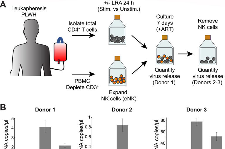 Targeting HIV's hidden reservoirs: Lab-enhanced natural killer cells ...
