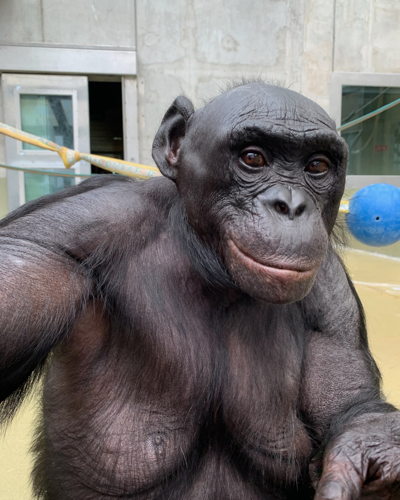Apes can pretend, an ability once thought unique to humans, new study ...