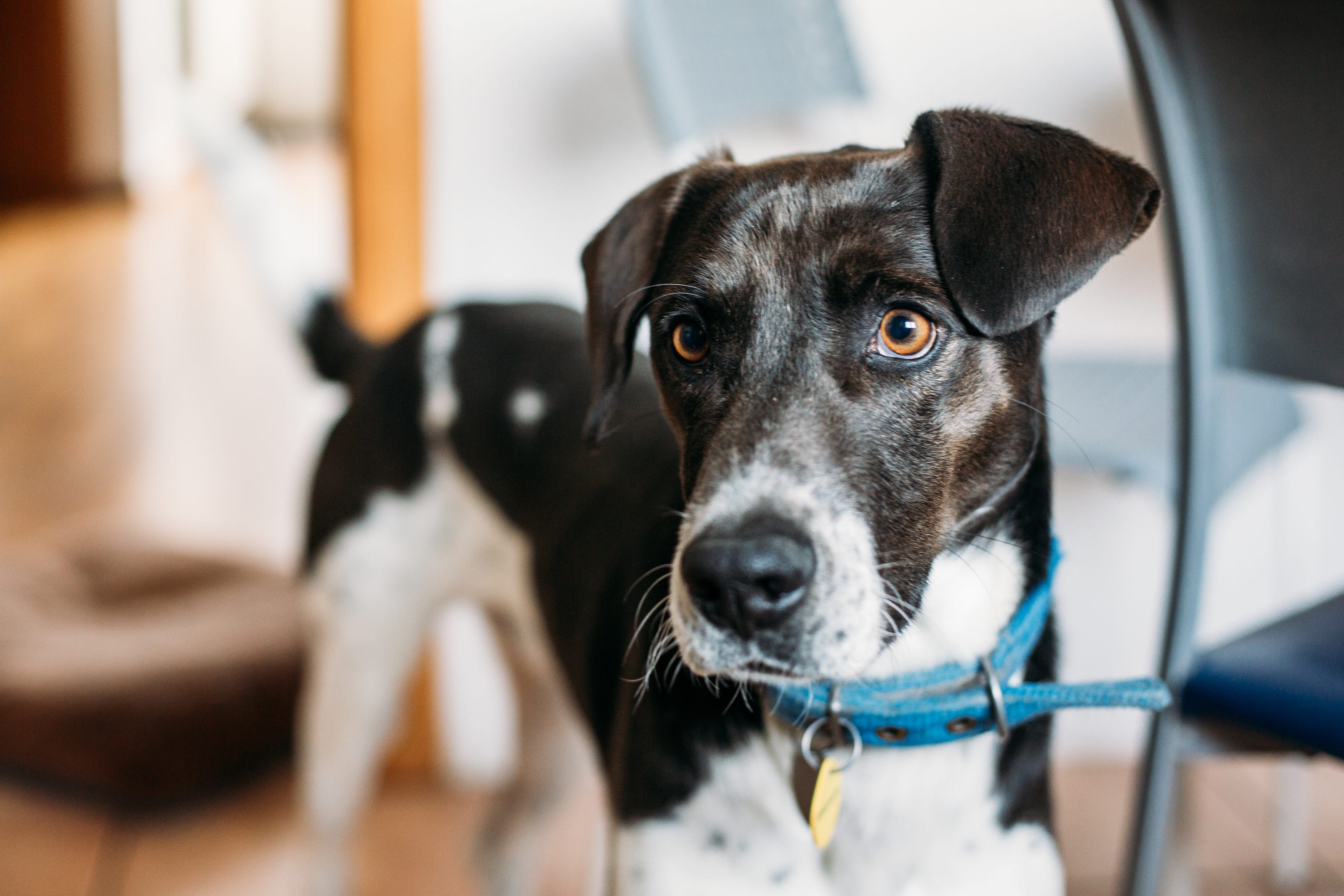 12 of the best leather dog collars