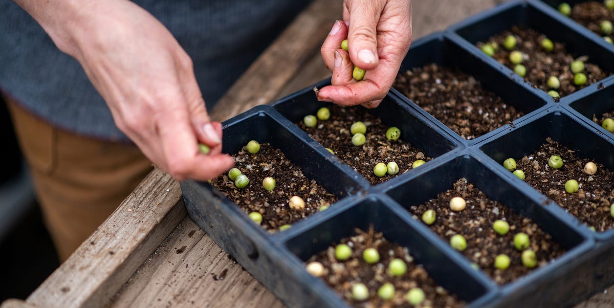 Seeds to sow in February: What to start now